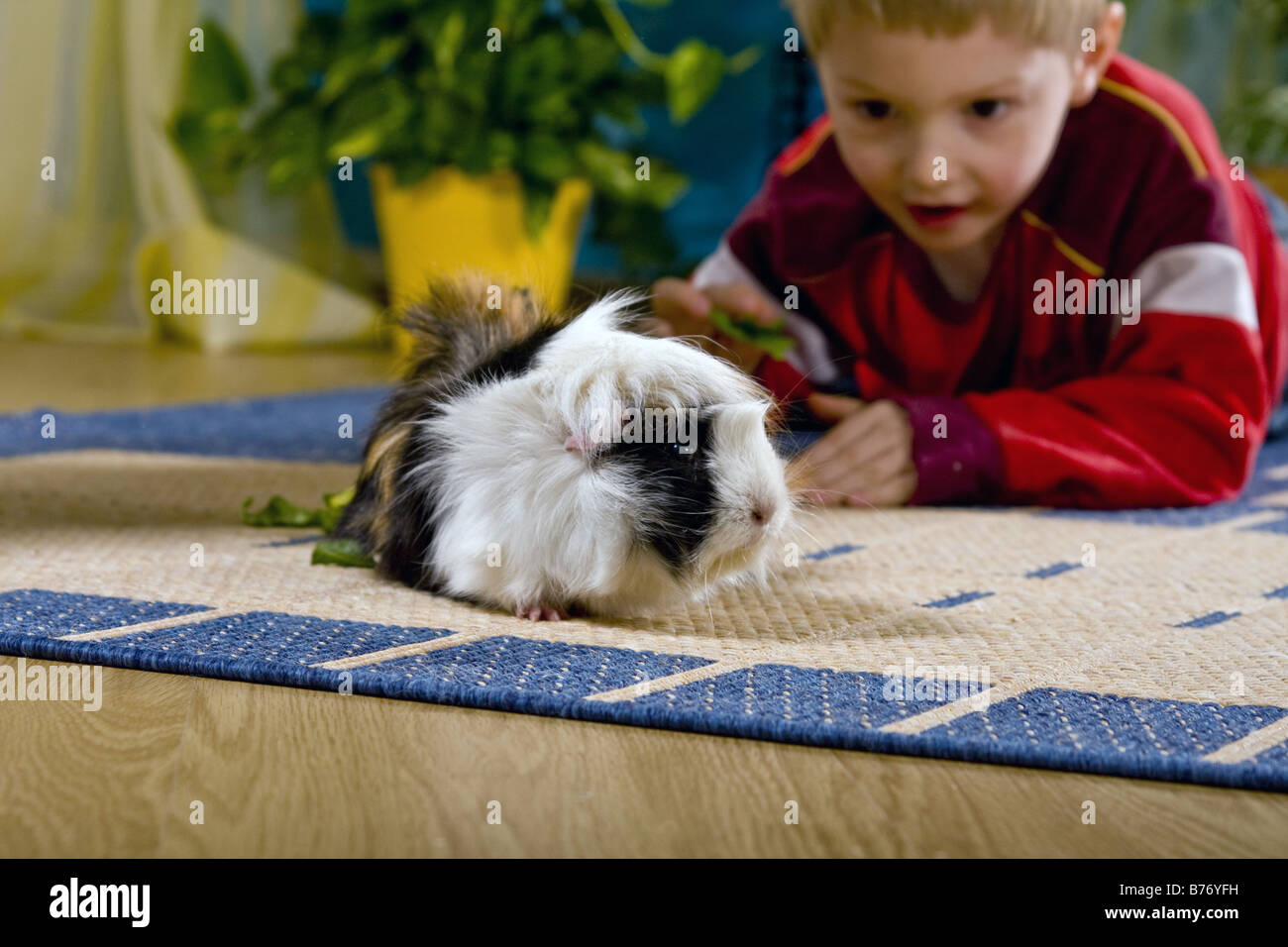 cavy, guinea pig (Cavia spec.), boy playing with guinea pig on the ...