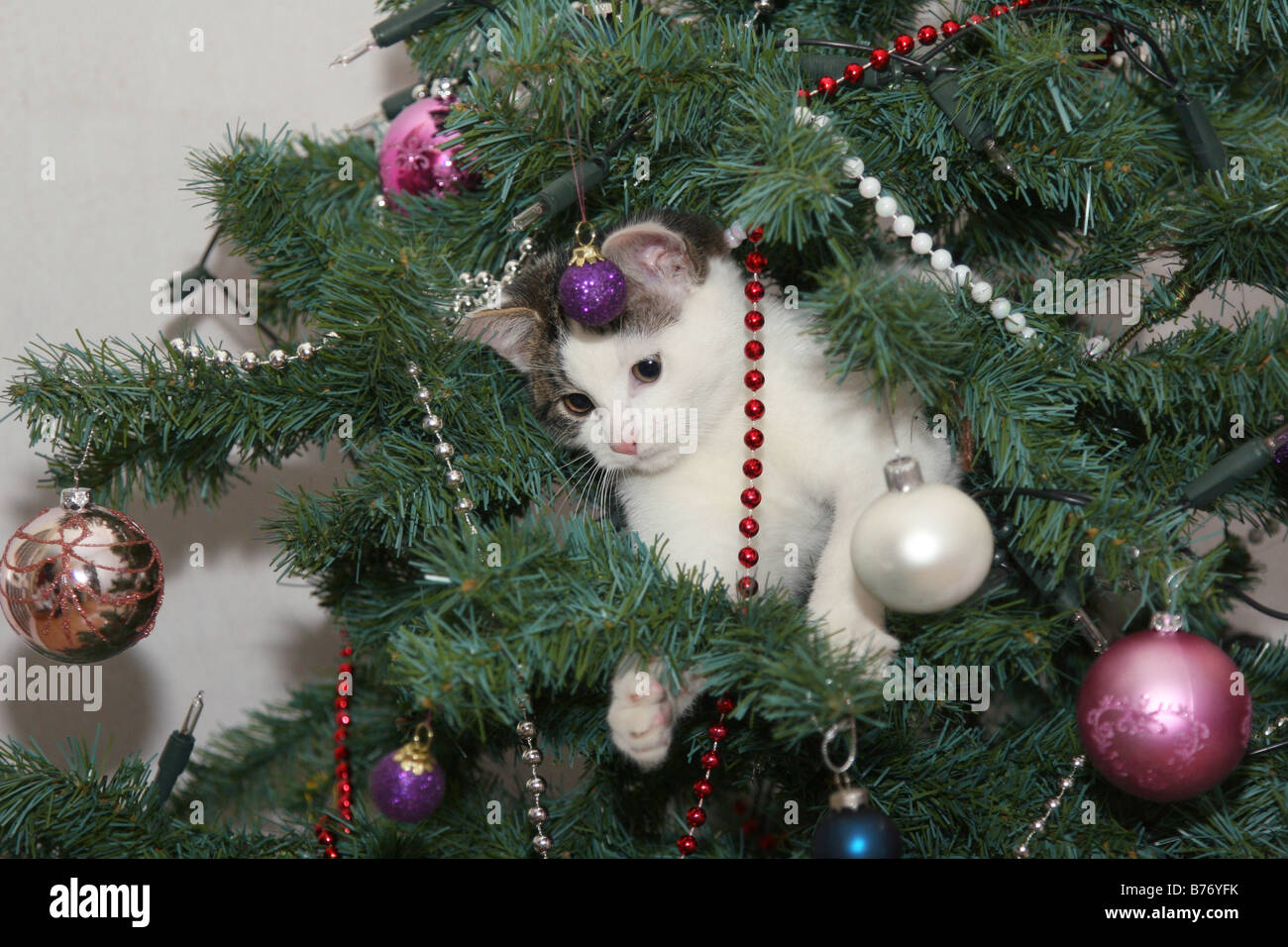 Christmas Kitten, young cat in a Christmas tree Stock Photo - Alamy