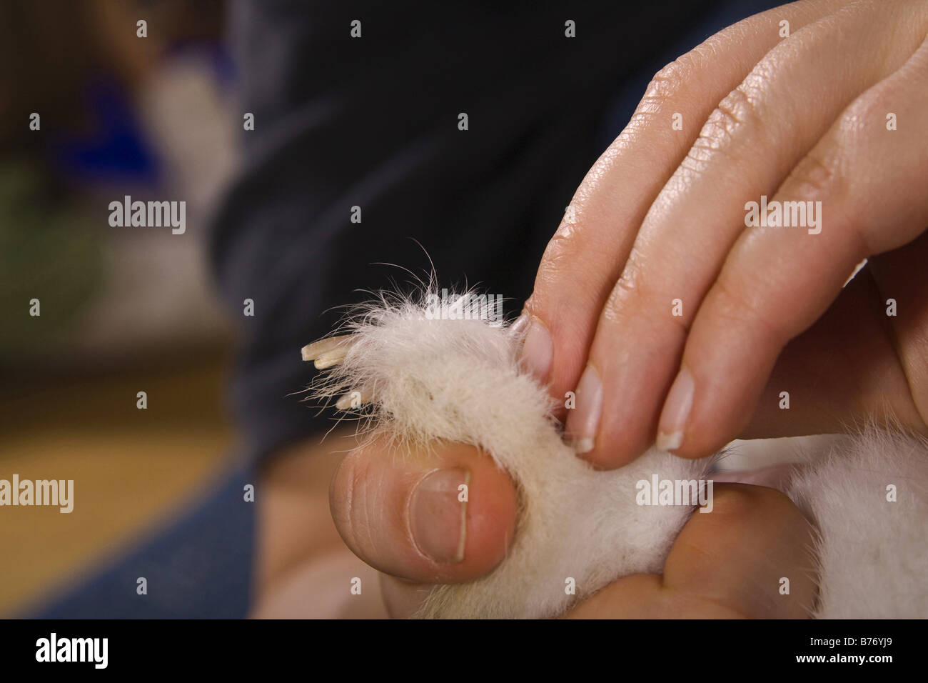 domestic rabbit (Oryctolagus cuniculus f. domestica), cutting the claws ...