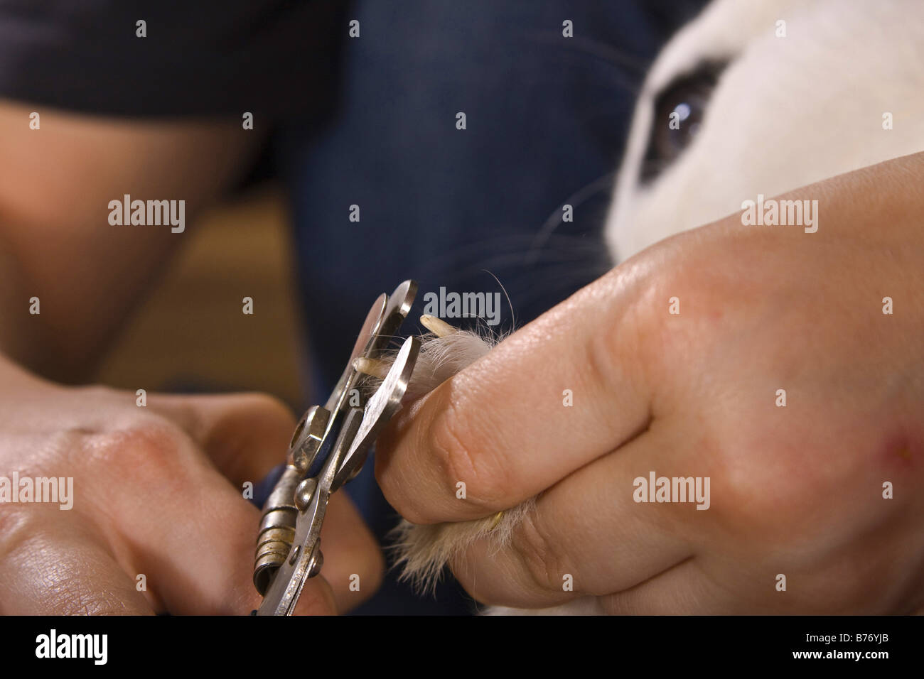 domestic rabbit (Oryctolagus cuniculus f. domestica), cutting the claws ...