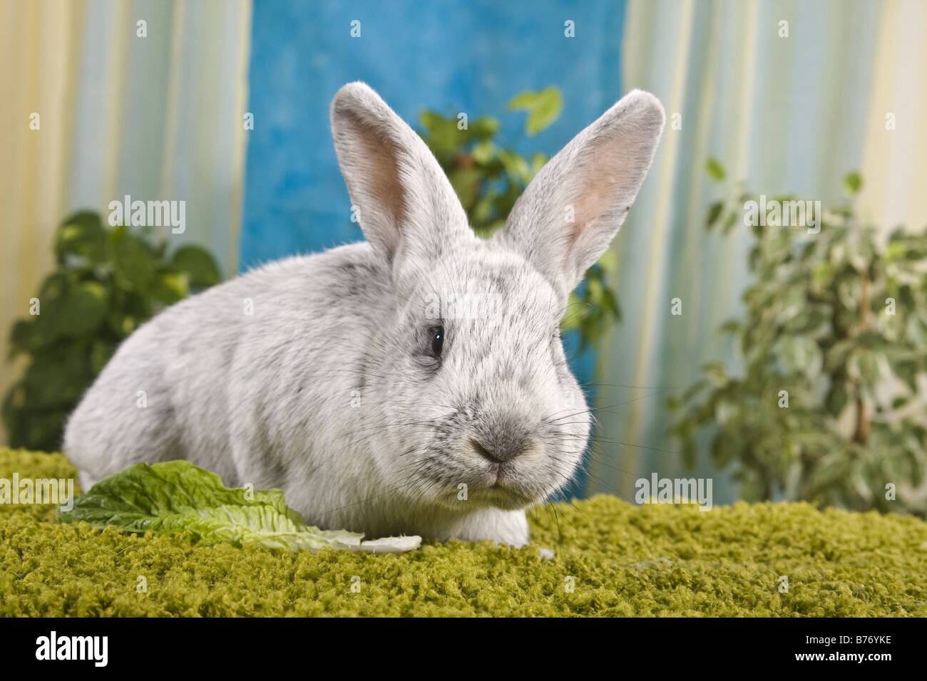 domestic rabbit (Oryctolagus cuniculus f. domestica), breed Helle ...