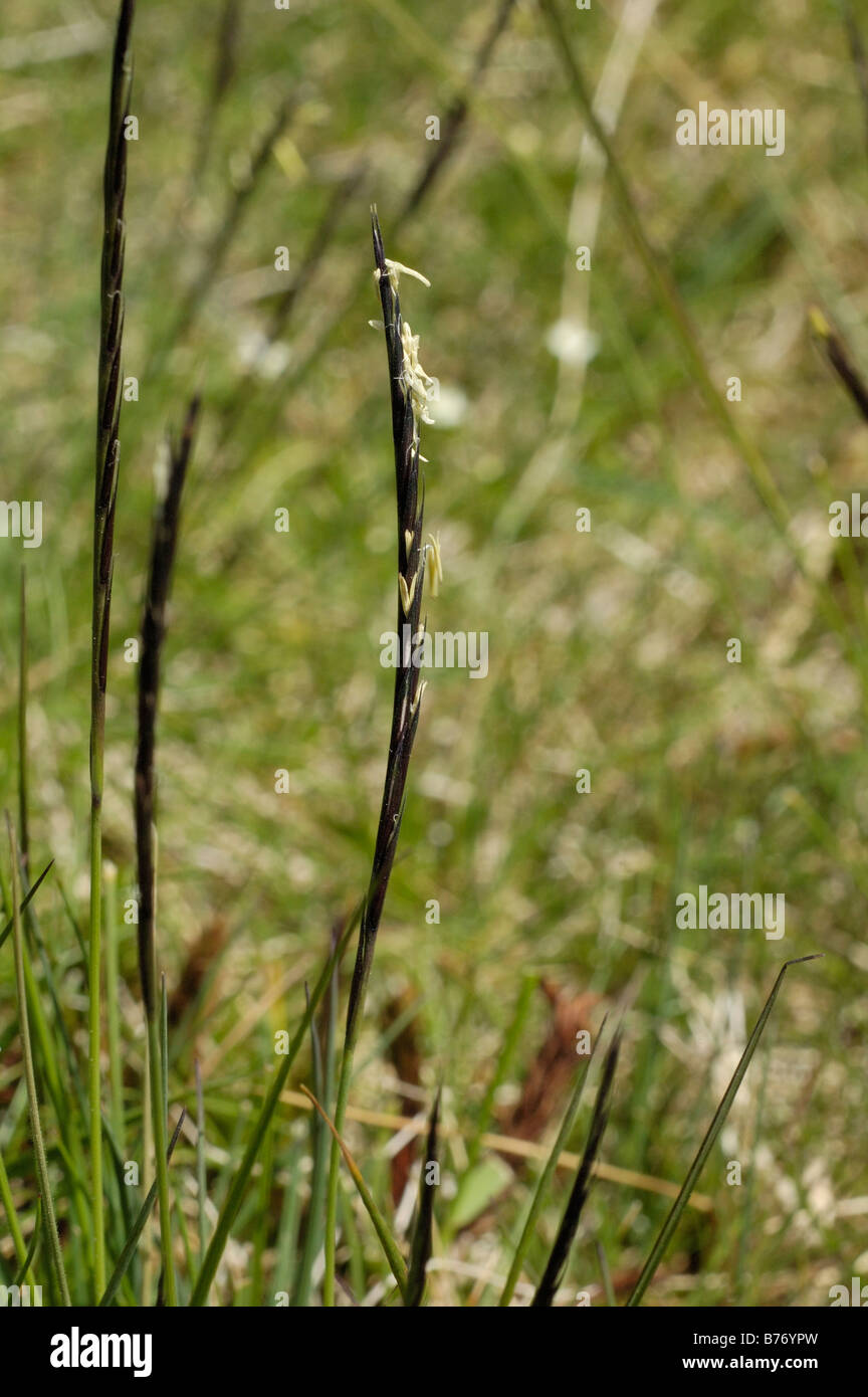 Nardus stricta hi-res stock photography and images - Alamy