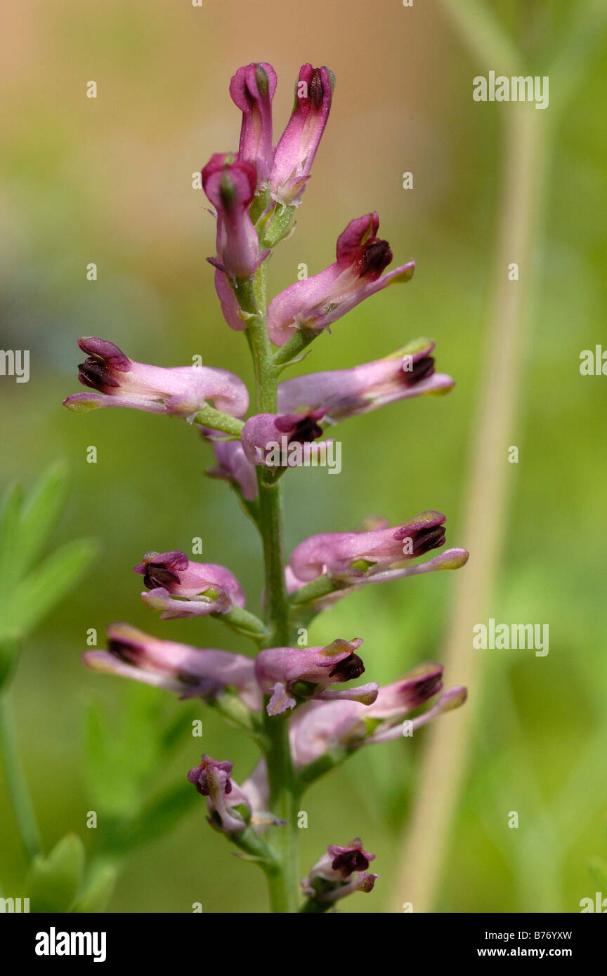 Fumitory hi-res stock photography and images - Alamy