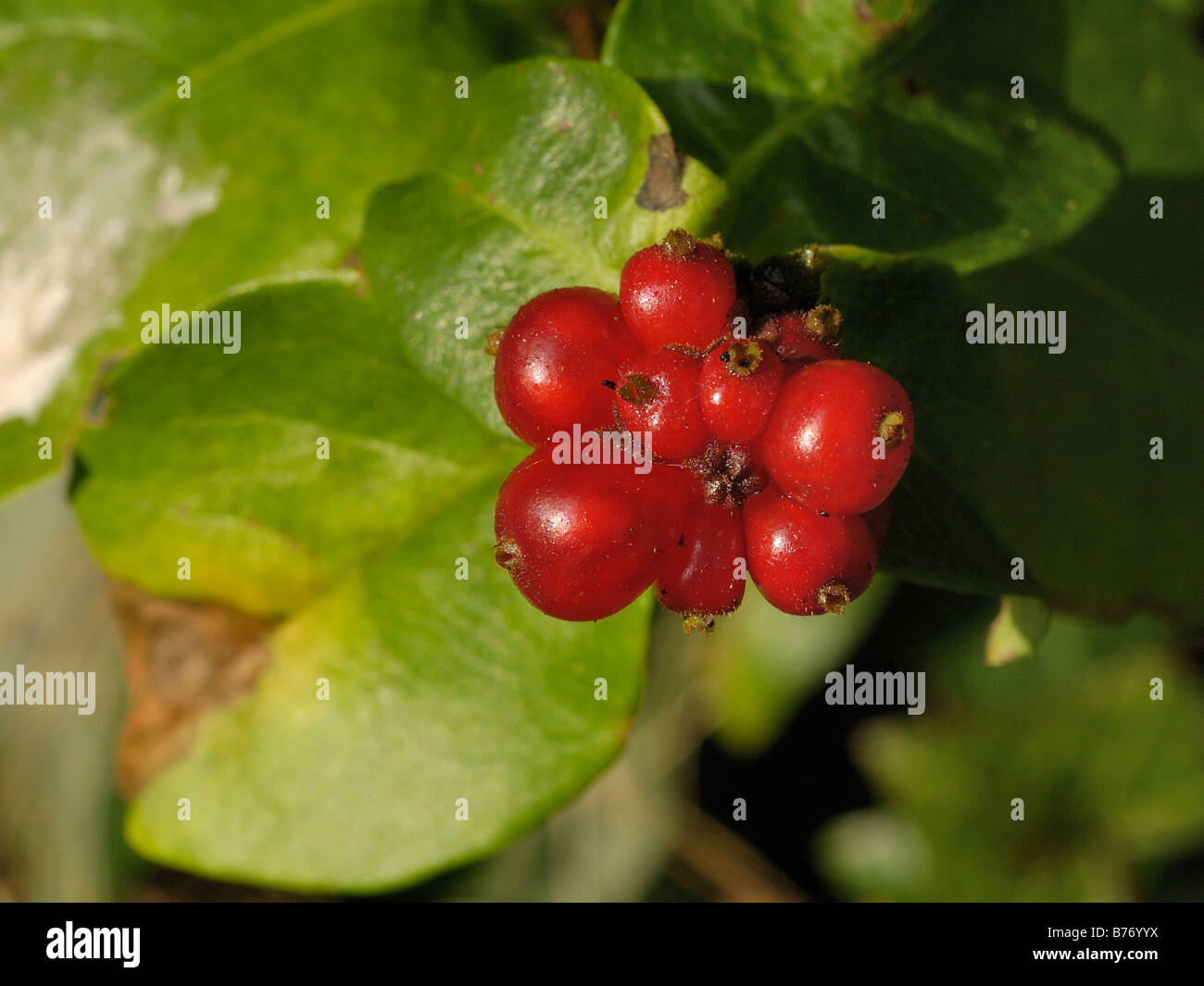 Honeysuckle berries, lonicera periclymenum Stock Photo - Alamy
