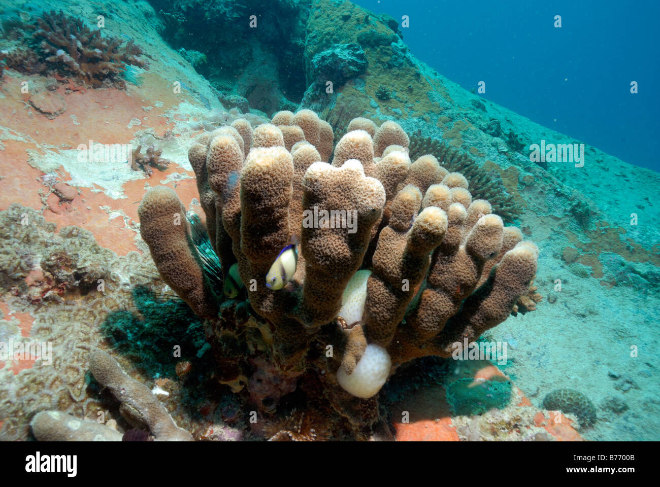 Soft coral Lobophyton sp. Mahe, Seychelles, Indian Ocean Stock Photo ...