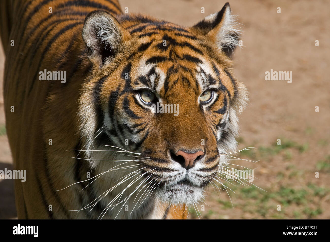 Female Sumatran TIger portrait close up Stock Photo - Alamy