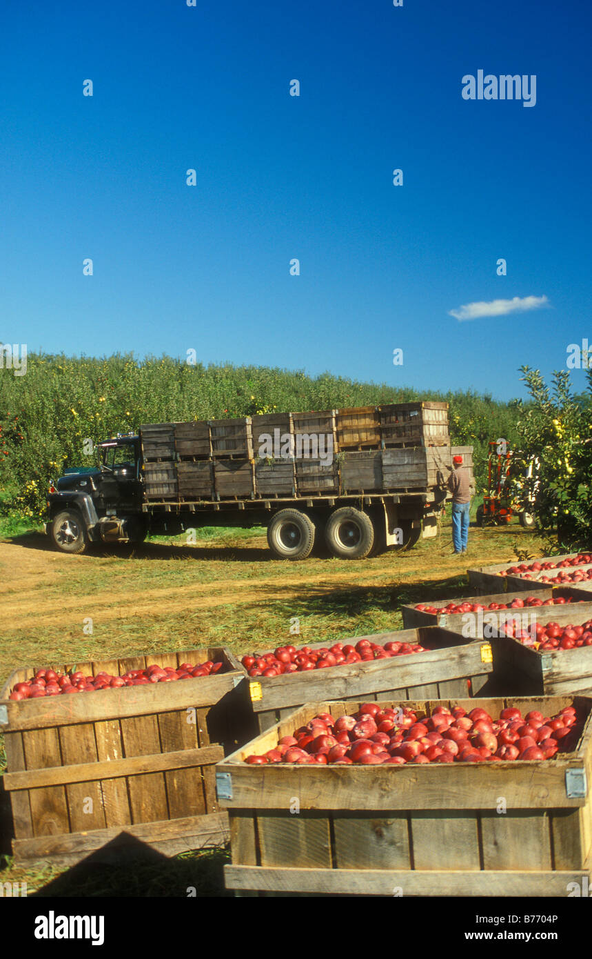 Loading Apples In Crates, Winchester, Shenandoah Valley, Virginia, USA ...