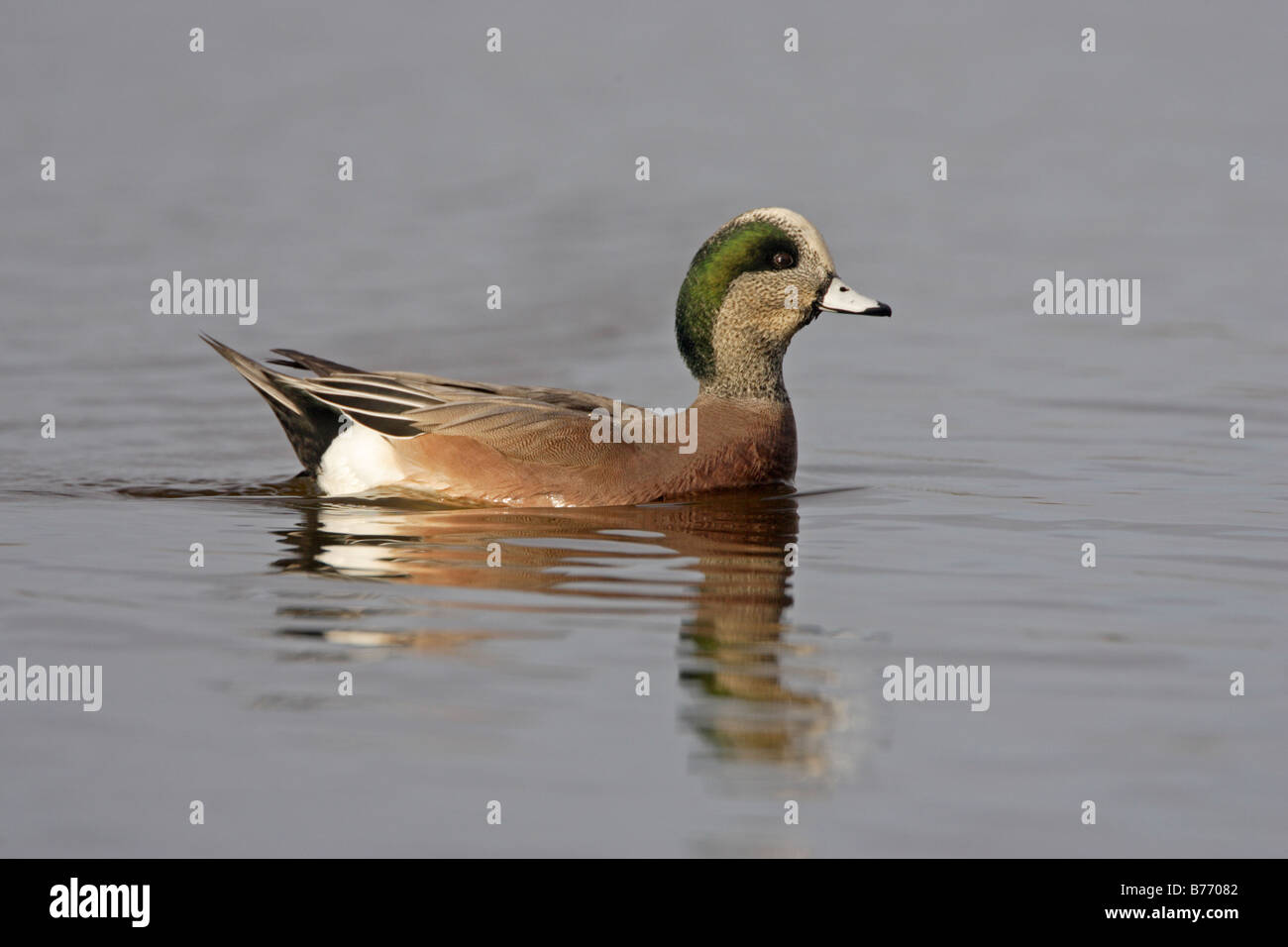 American wigeon swimming hi-res stock photography and images - Alamy