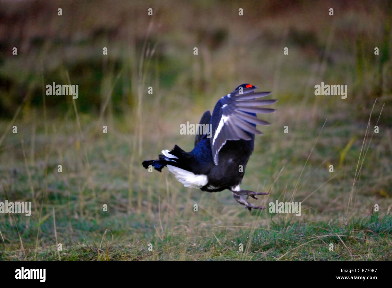 Black grouse tetrix corrimony rspb hi-res stock photography and images ...