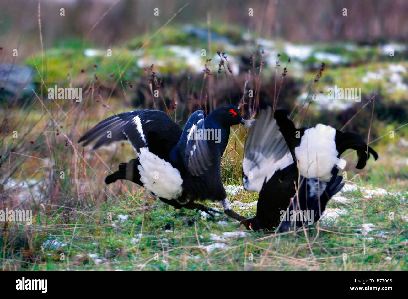 Black Grouse (Tetrao tetrix) Corrimony RSPB reserve Stock Photo - Alamy