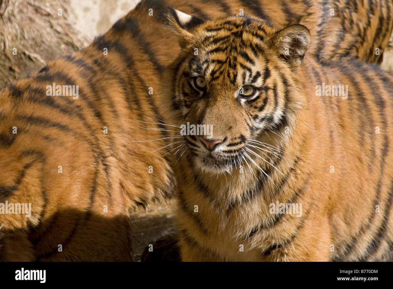 Sumatran TIger Cub portrait Stock Photo - Alamy