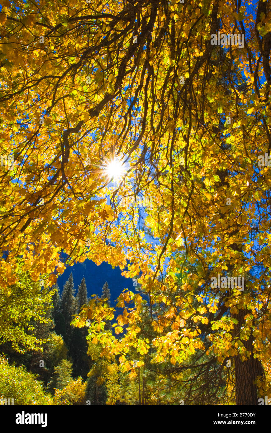 Light filtered through leaves hi-res stock photography and images - Alamy