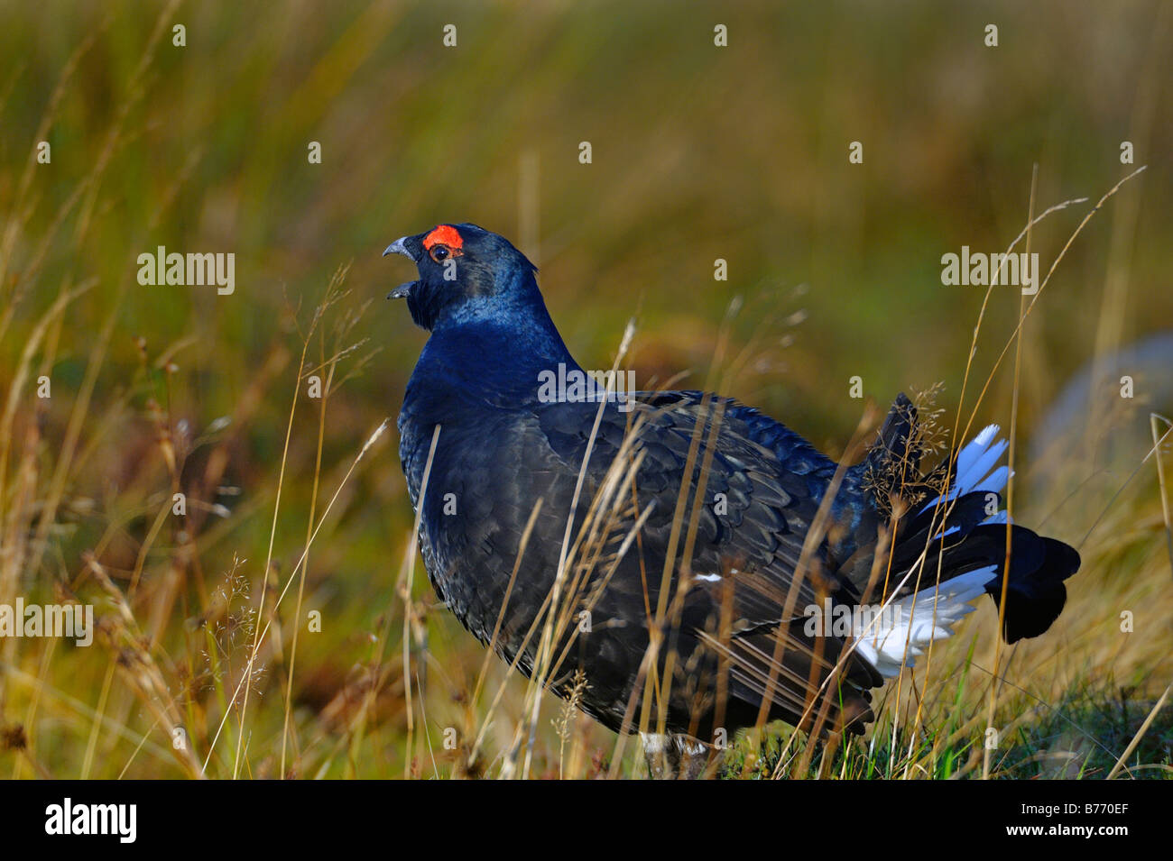 Black Grouse (Tetrao tetrix) Corrimony RSPB reserve Stock Photo - Alamy