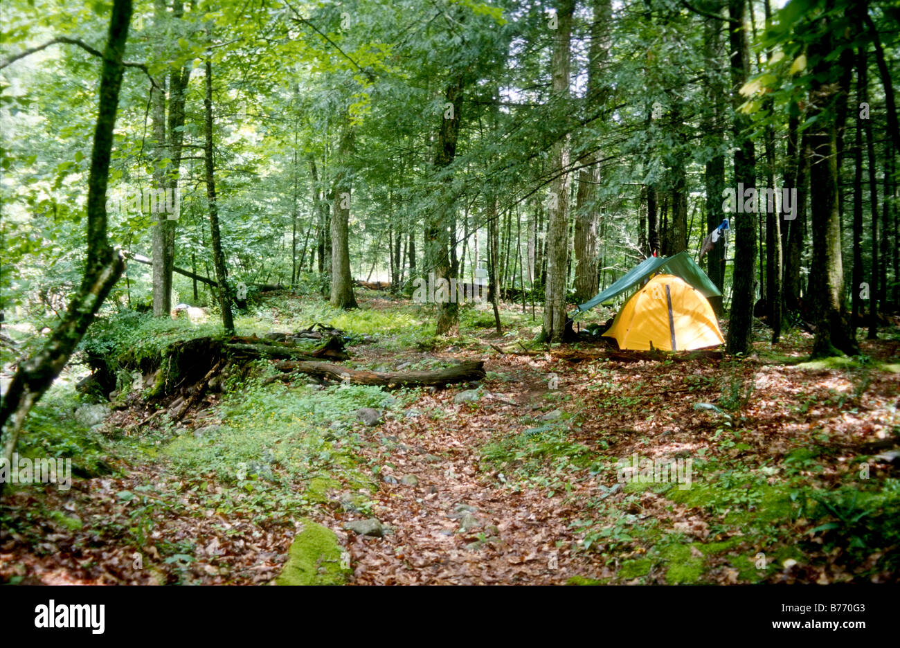 Tent and small campground in the forest in the Stock Photo - Alamy