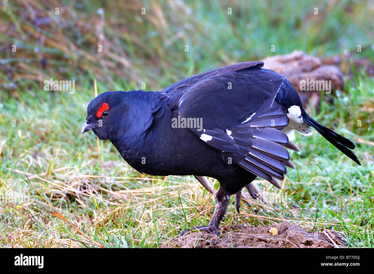 Black grouse tetrix corrimony rspb hi-res stock photography and images ...