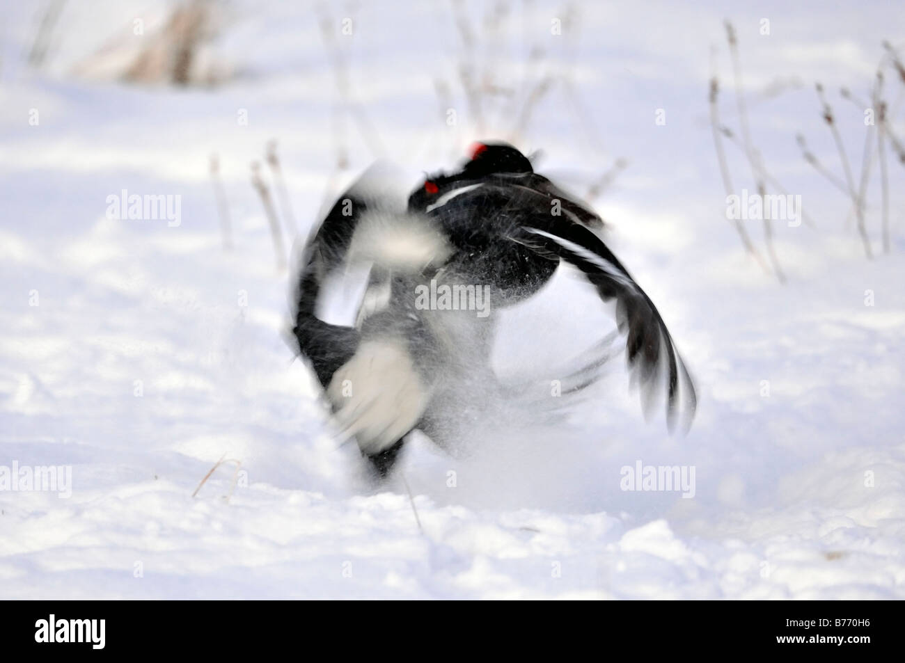 Black Grouse (Tetrao tetrix) Corrimony RSPB reserve Stock Photo - Alamy