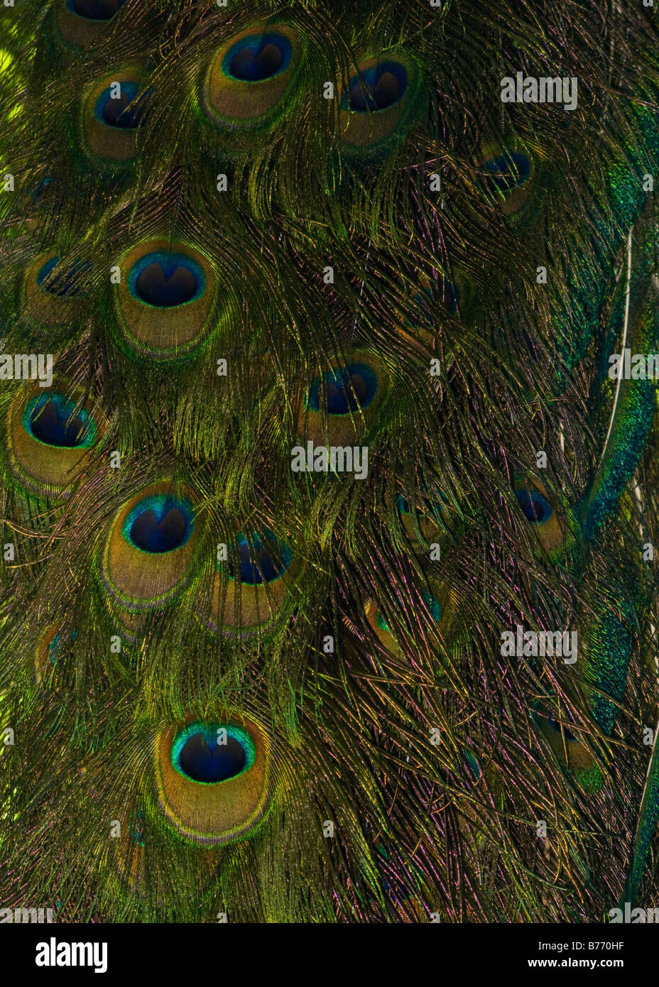 Closeup of peacock feathers Stock Photo - Alamy