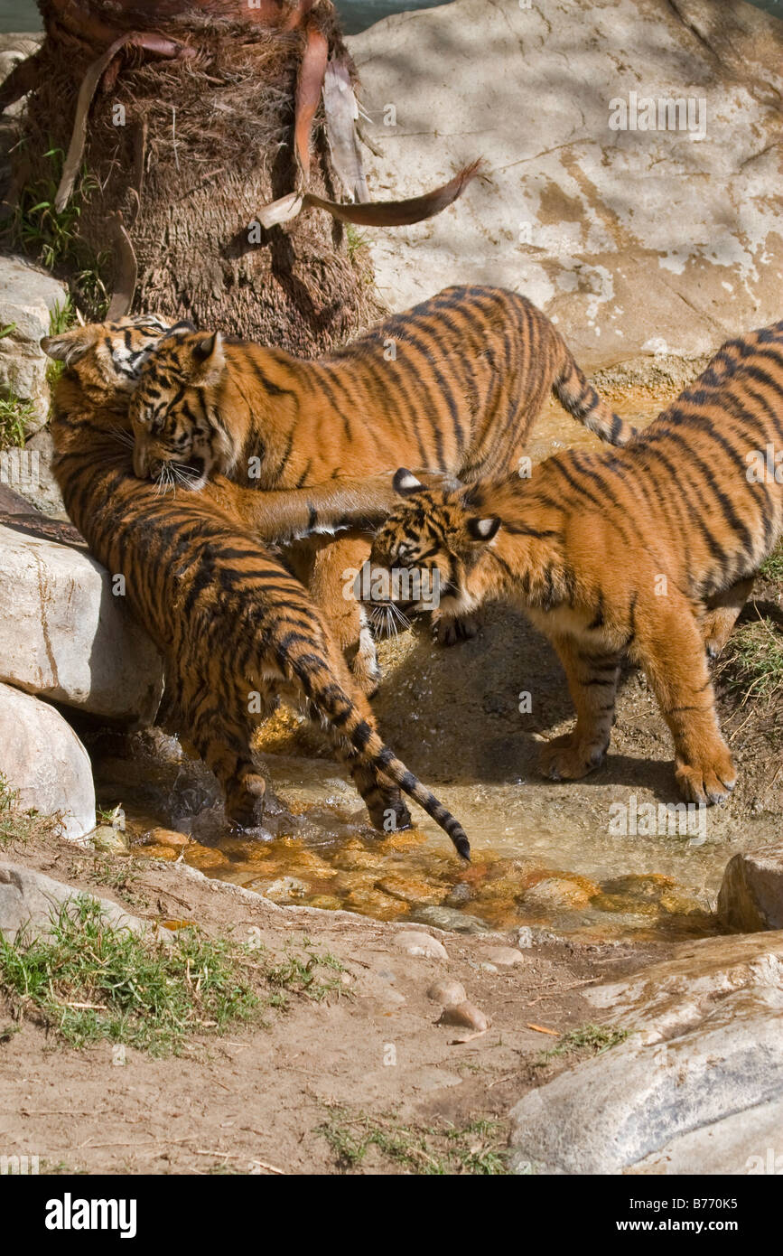 Three Sumatran Tiger Cubs playing in captivity Stock Photo - Alamy