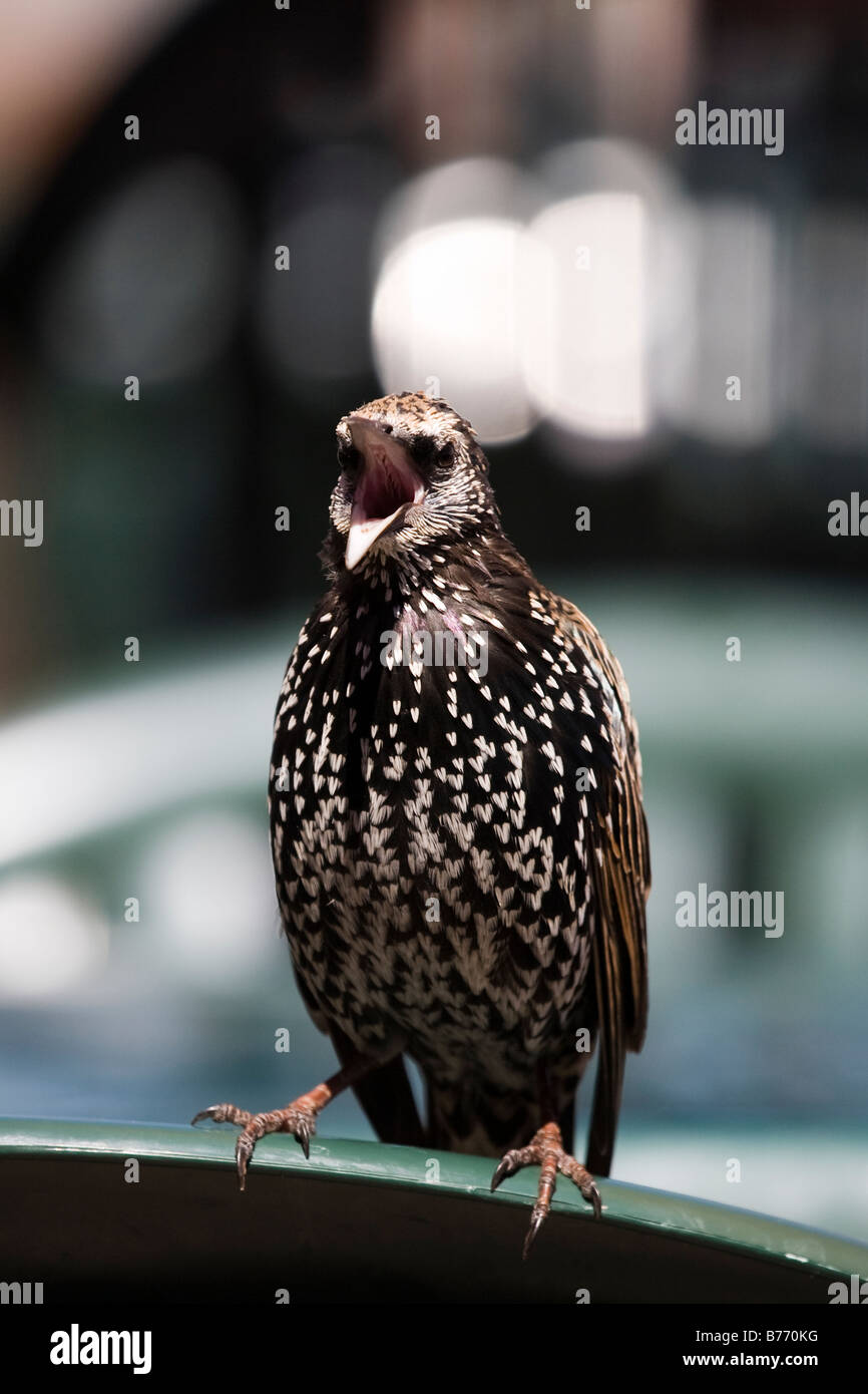 A European Starling singing while perched on a chair at an outdoor ...
