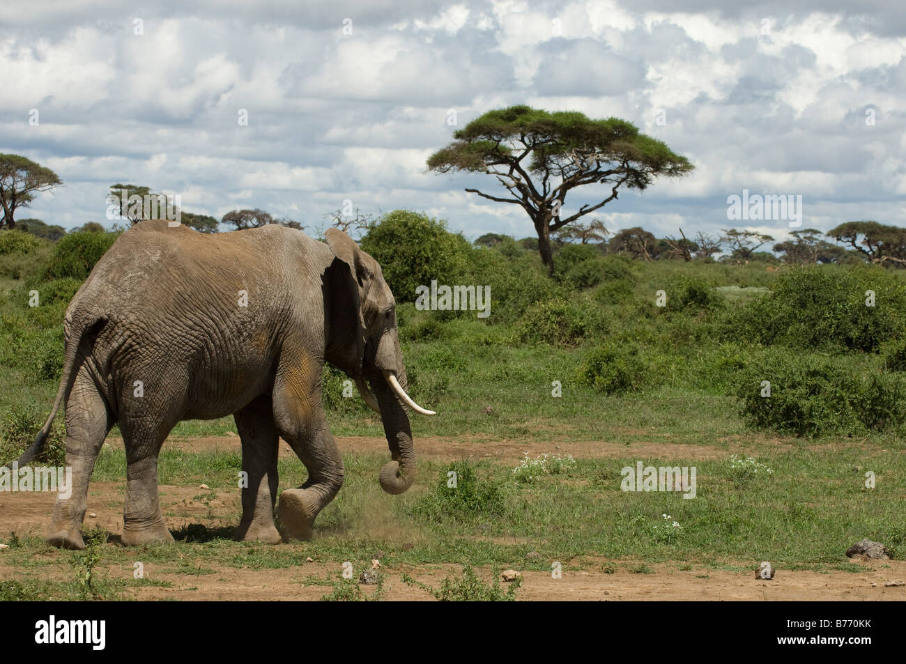Elephant Amboseli National Park Kenya Stock Photo - Alamy
