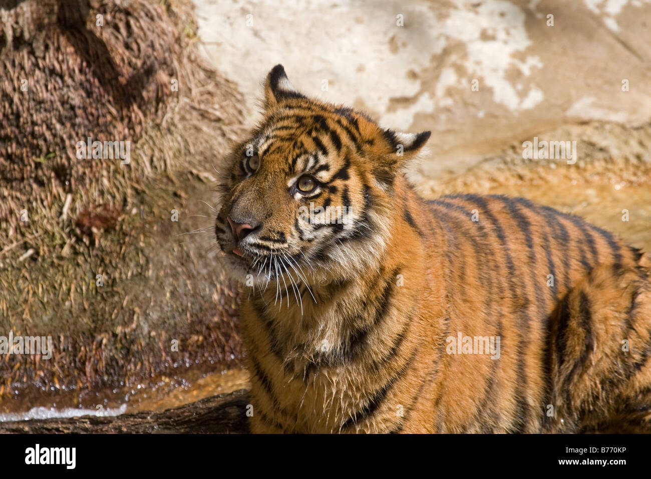Sumatran Tiger Cub looks on Stock Photo - Alamy
