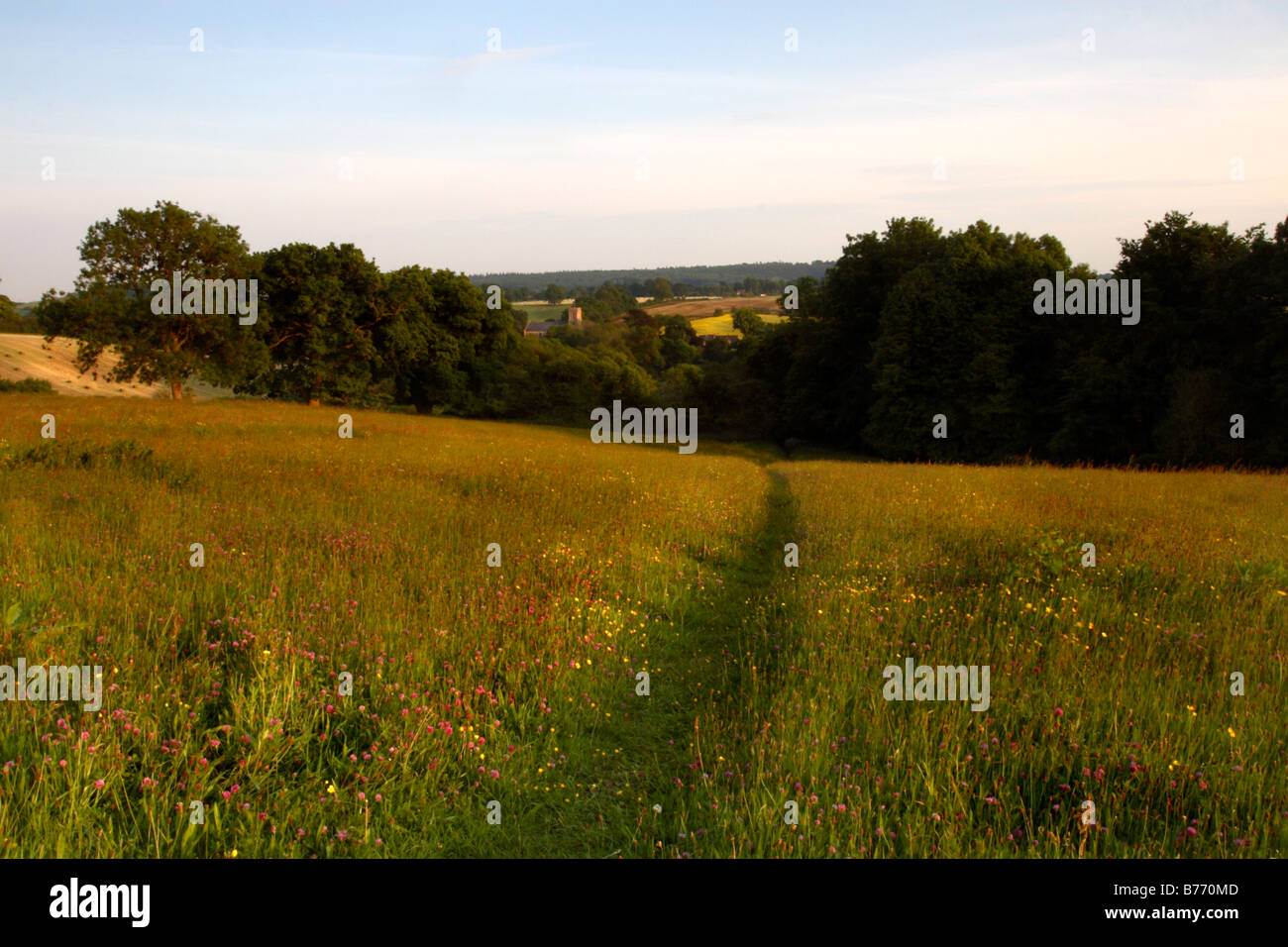 Path through wild flower meadow, Corsley, Wiltshire, England, UK Stock ...