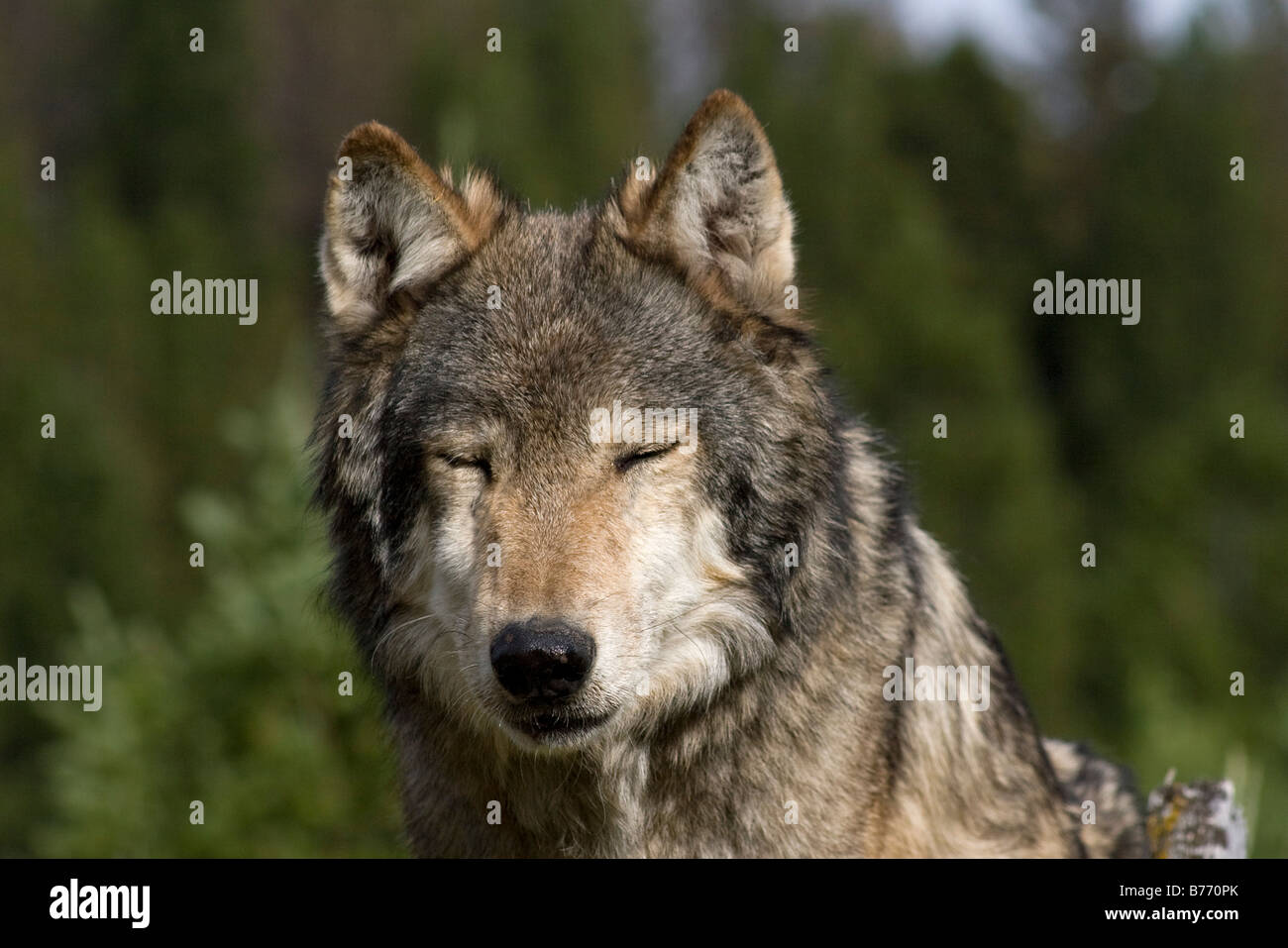 An American Gray Wolf pauses to close his eyes Stock Photo - Alamy