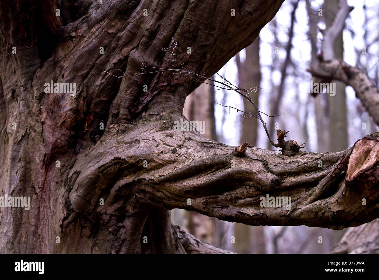 Twisted Beech Tree High Resolution Stock Photography and Images - Alamy