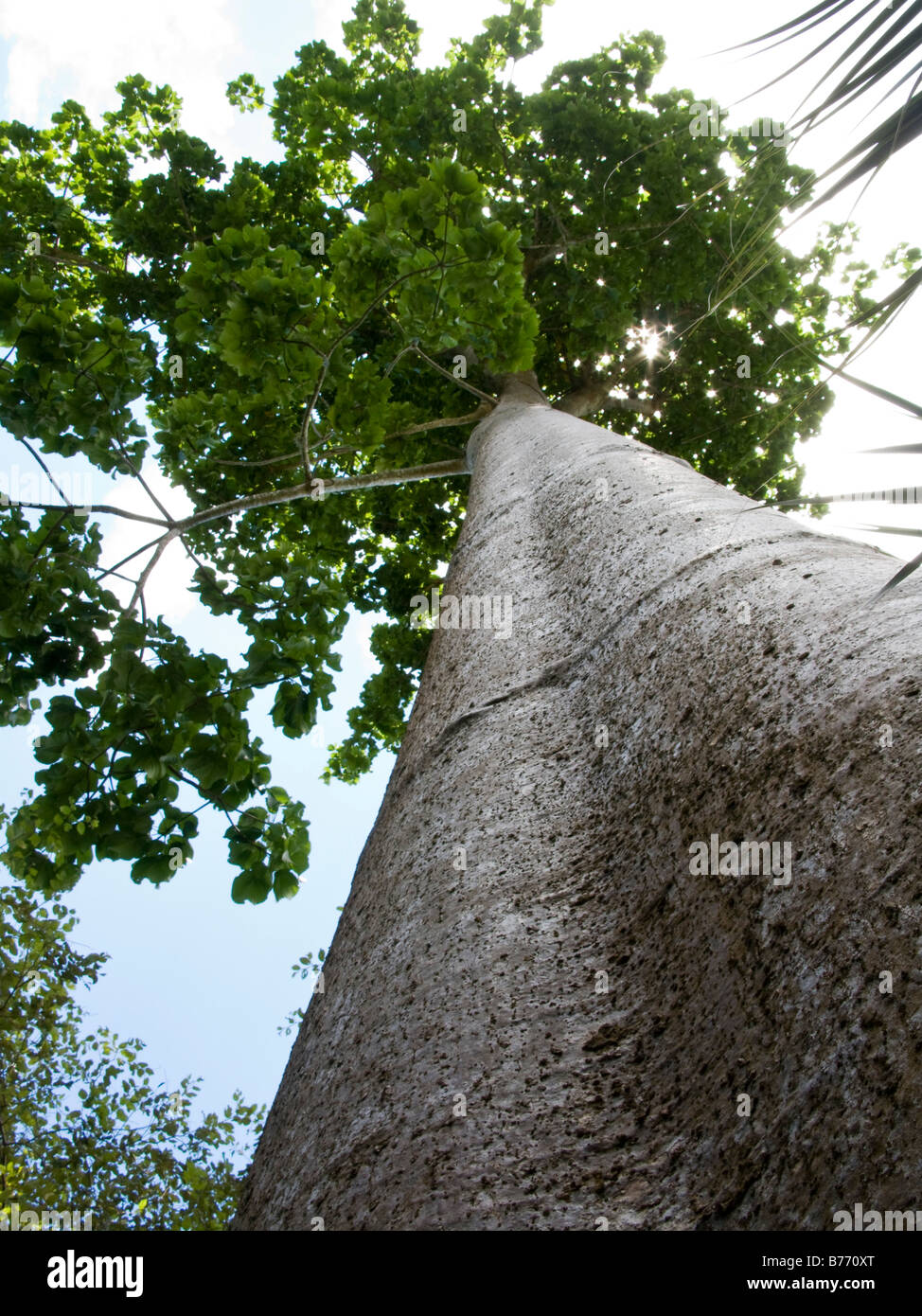 Sunlight breaking through leaves of very tall straight tree Stock Photo ...