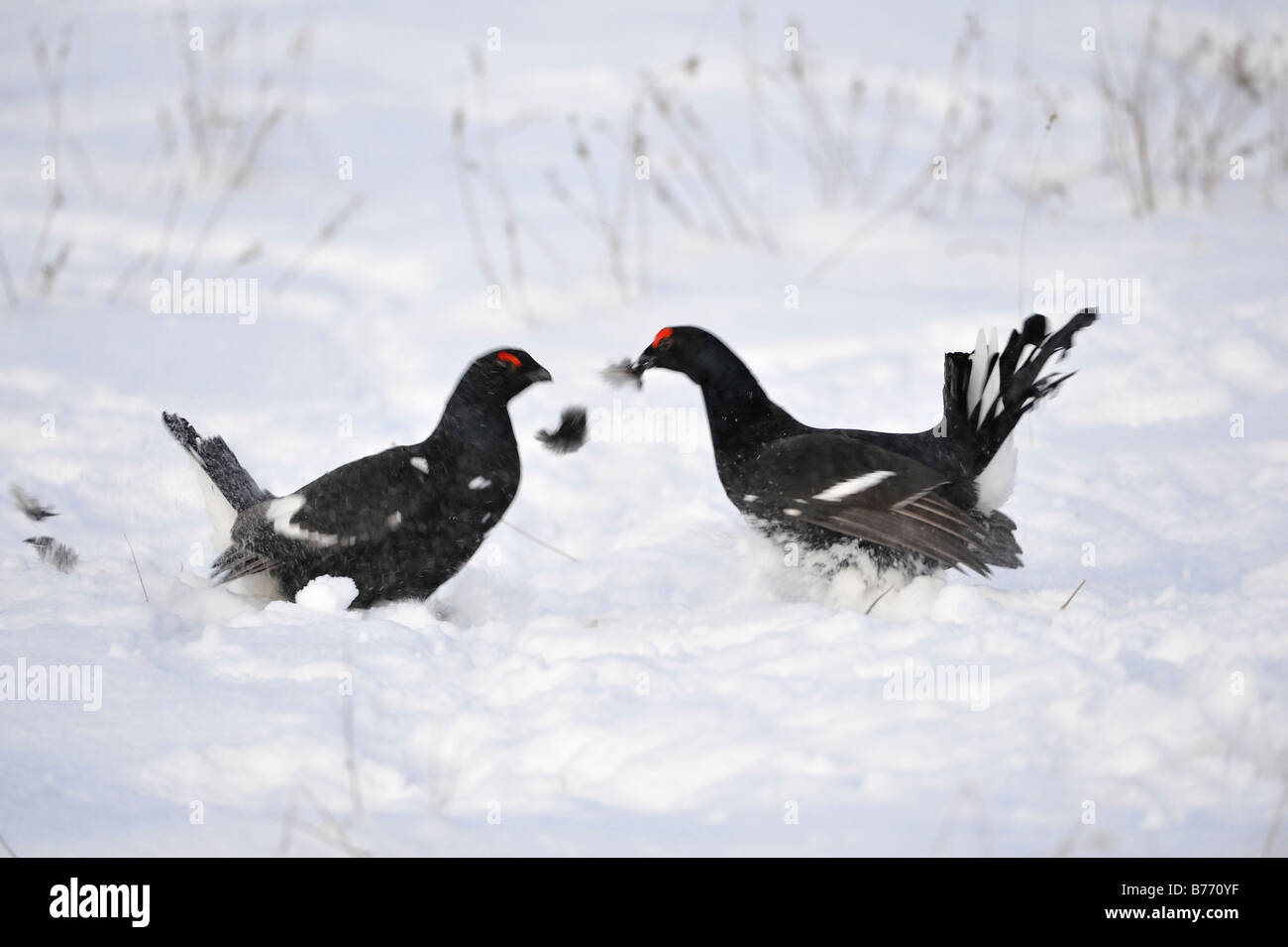 Black grouse tetrix corrimony rspb hi-res stock photography and images ...