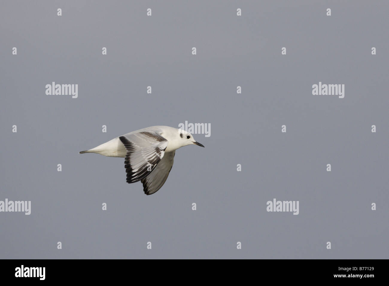Bonaparte's Gull in flight in winter plumage Stock Photo - Alamy