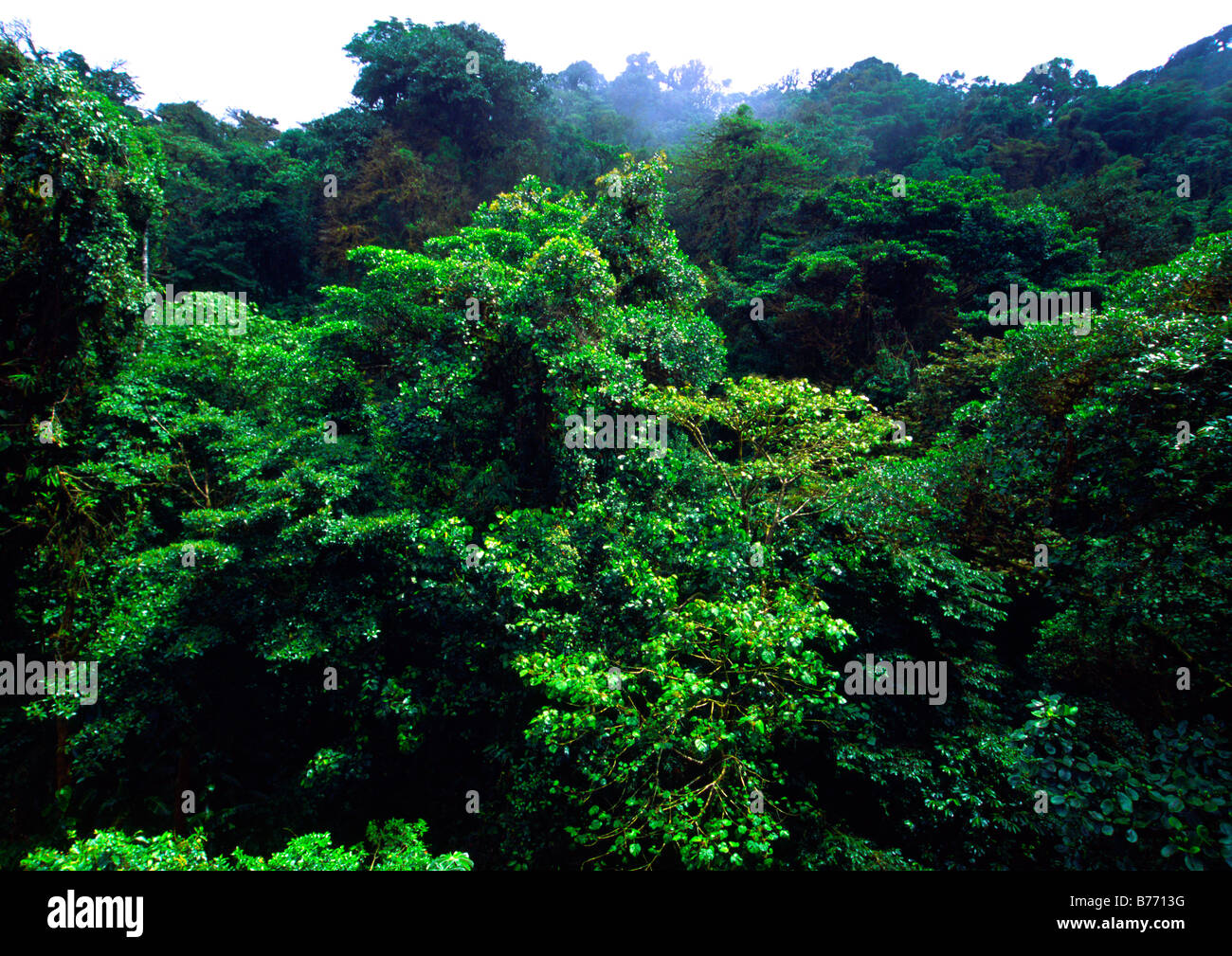 Monteverde rain forest hi-res stock photography and images - Alamy