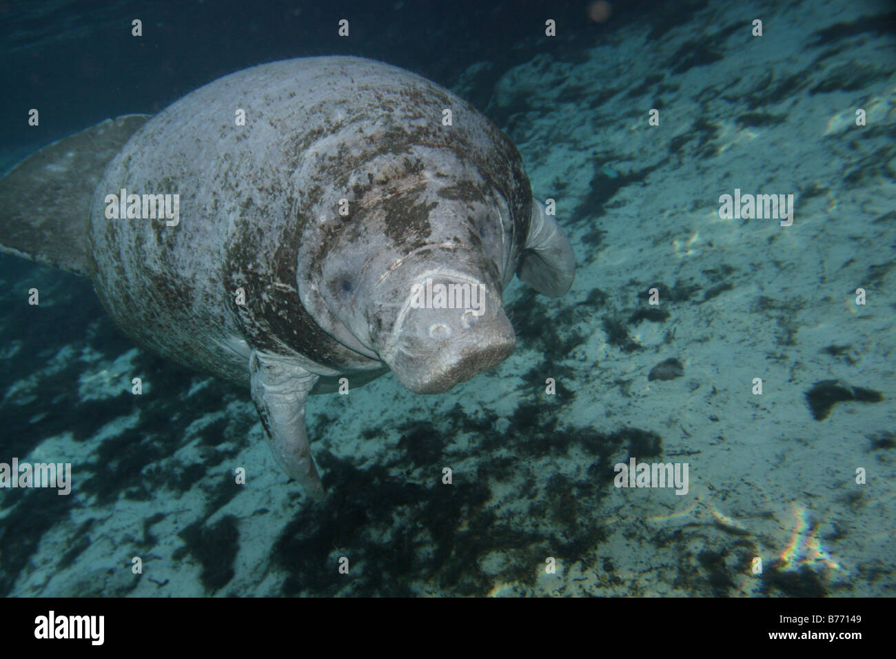 Florida manatee endangered species hi-res stock photography and images ...