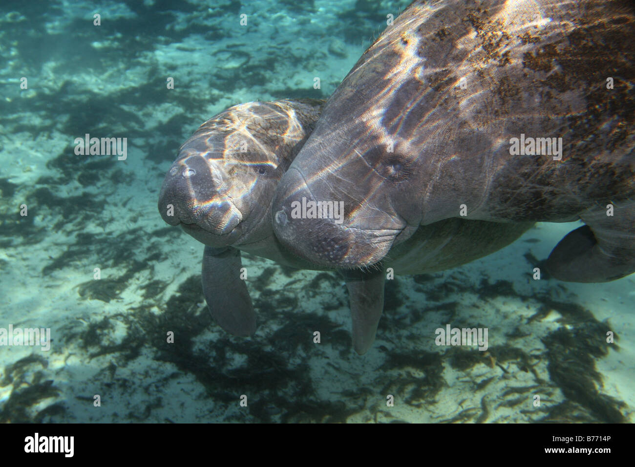 West Indian Manatee baby calf Crystal river florida Stock Photo - Alamy