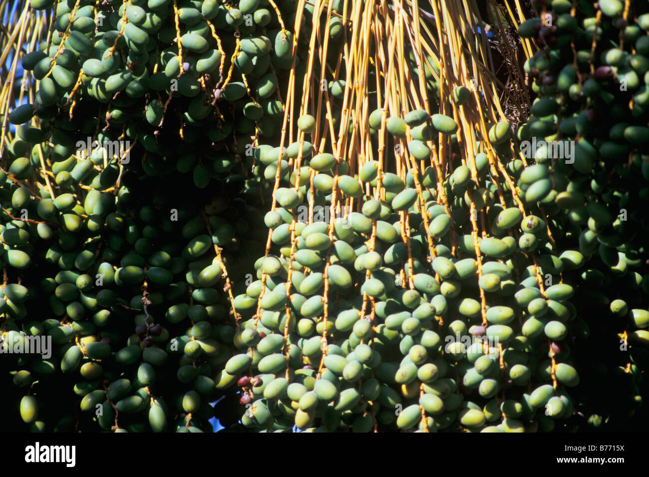 Bahrain date palm hi-res stock photography and images - Alamy