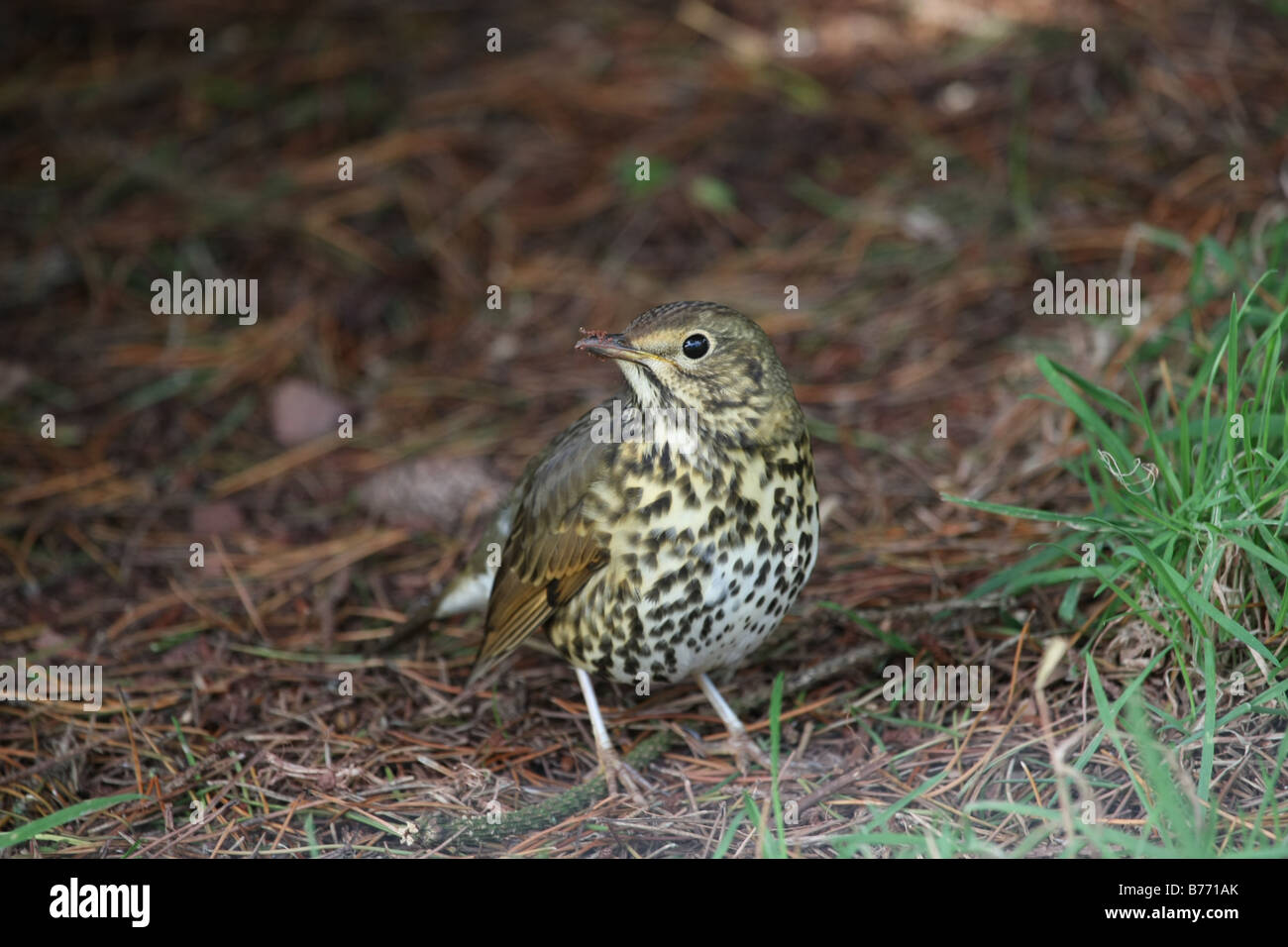 Song Thrush on the ground Stock Photo - Alamy