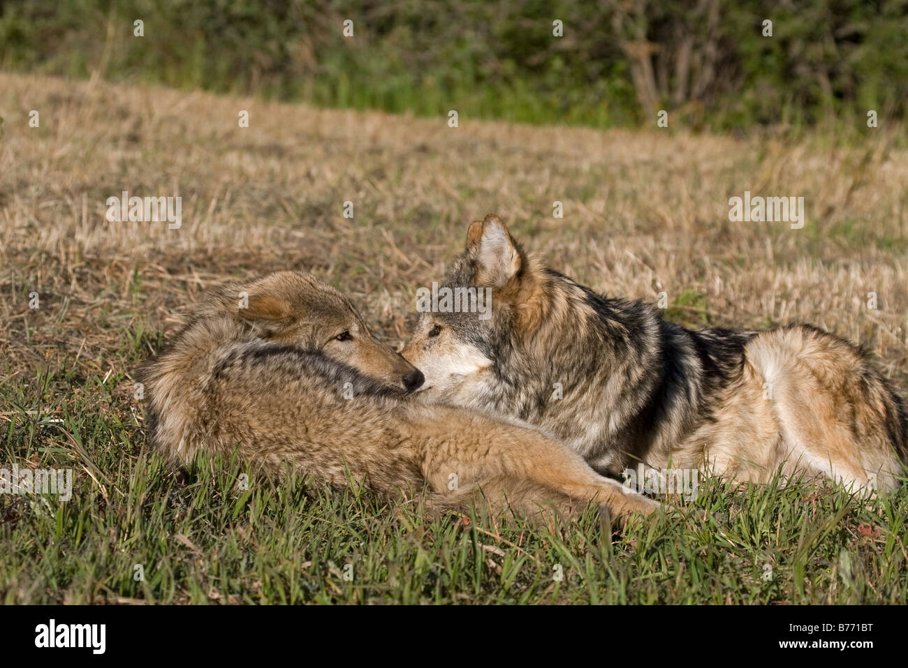 Canadian wolf packs hi-res stock photography and images - Alamy