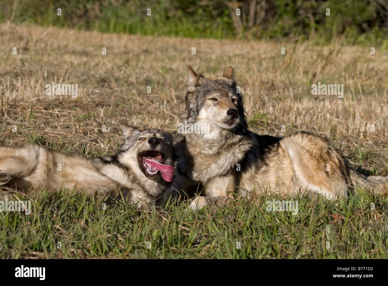 Young Gray Wolf diplays affection for the older adult wolf in the pack ...
