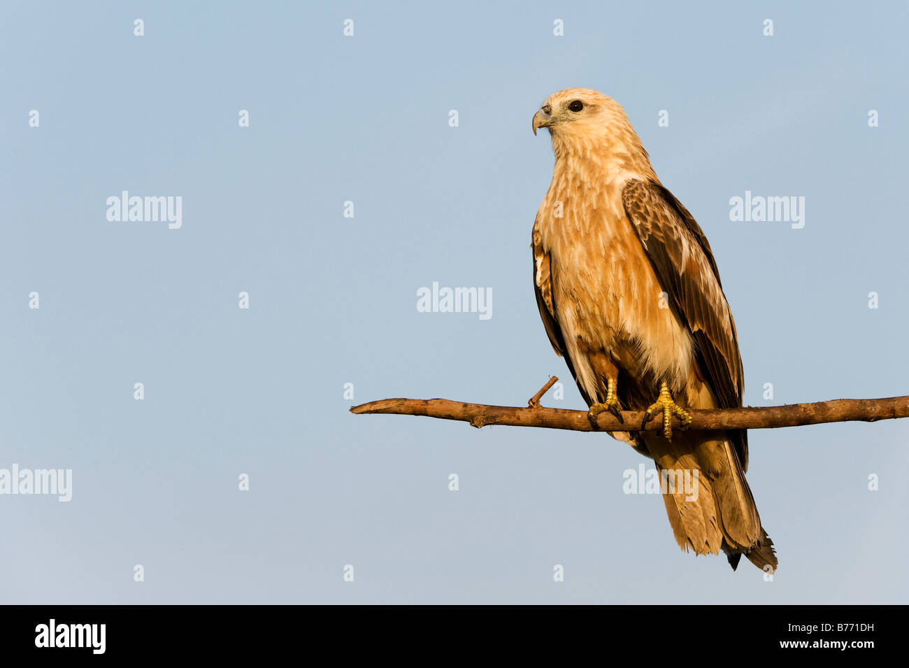 Indian birds of prey hi-res stock photography and images - Alamy
