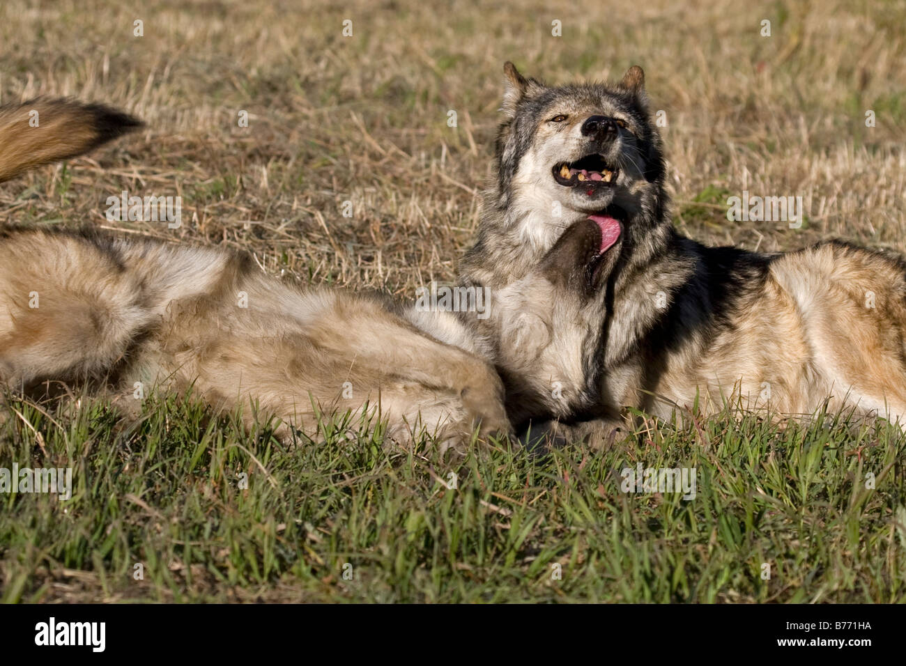 Young Gray Wolf diplays affection for the older adult wolf in the pack ...