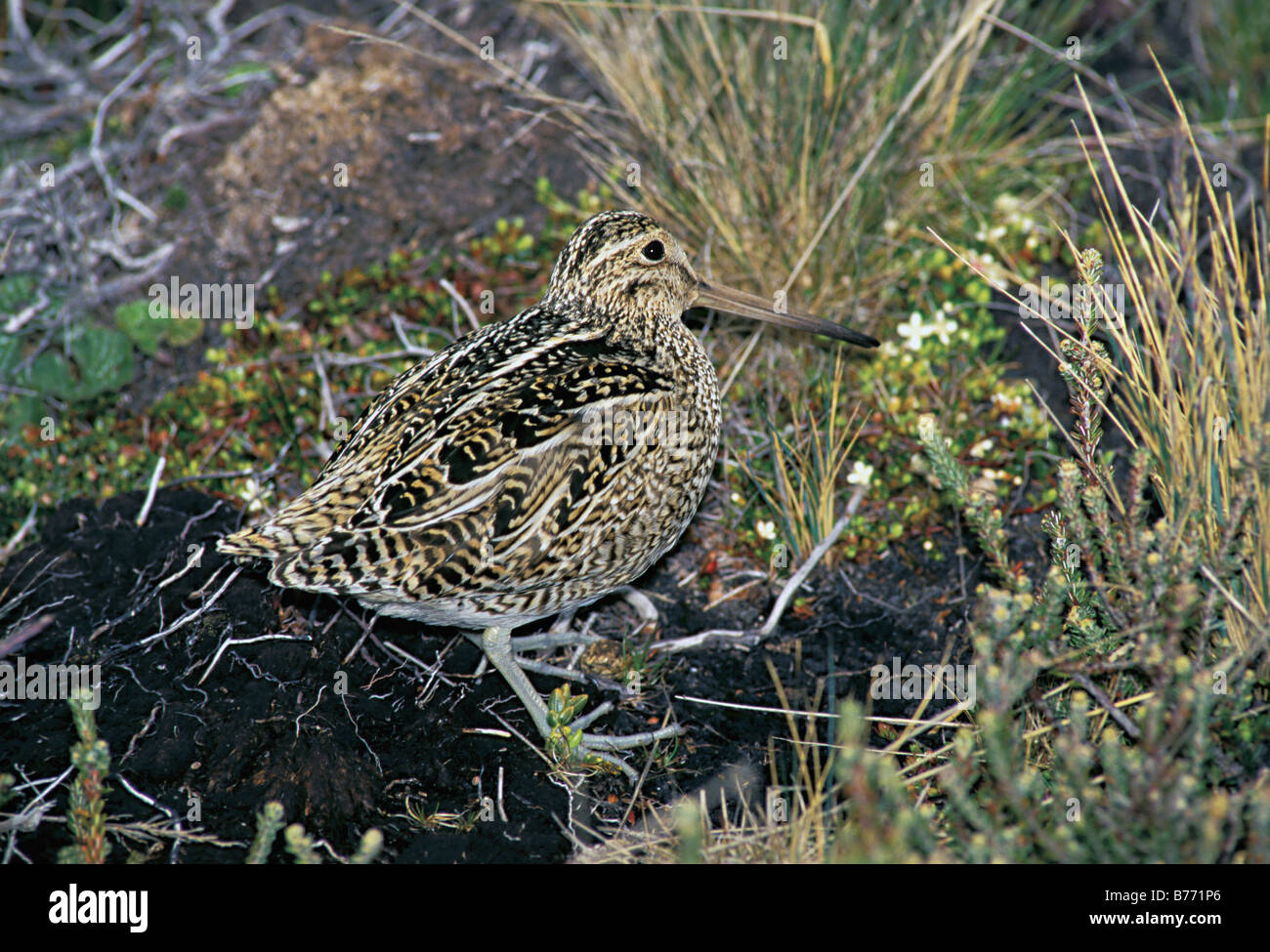 Gallinago paraguaiae wildlife hi-res stock photography and images - Alamy
