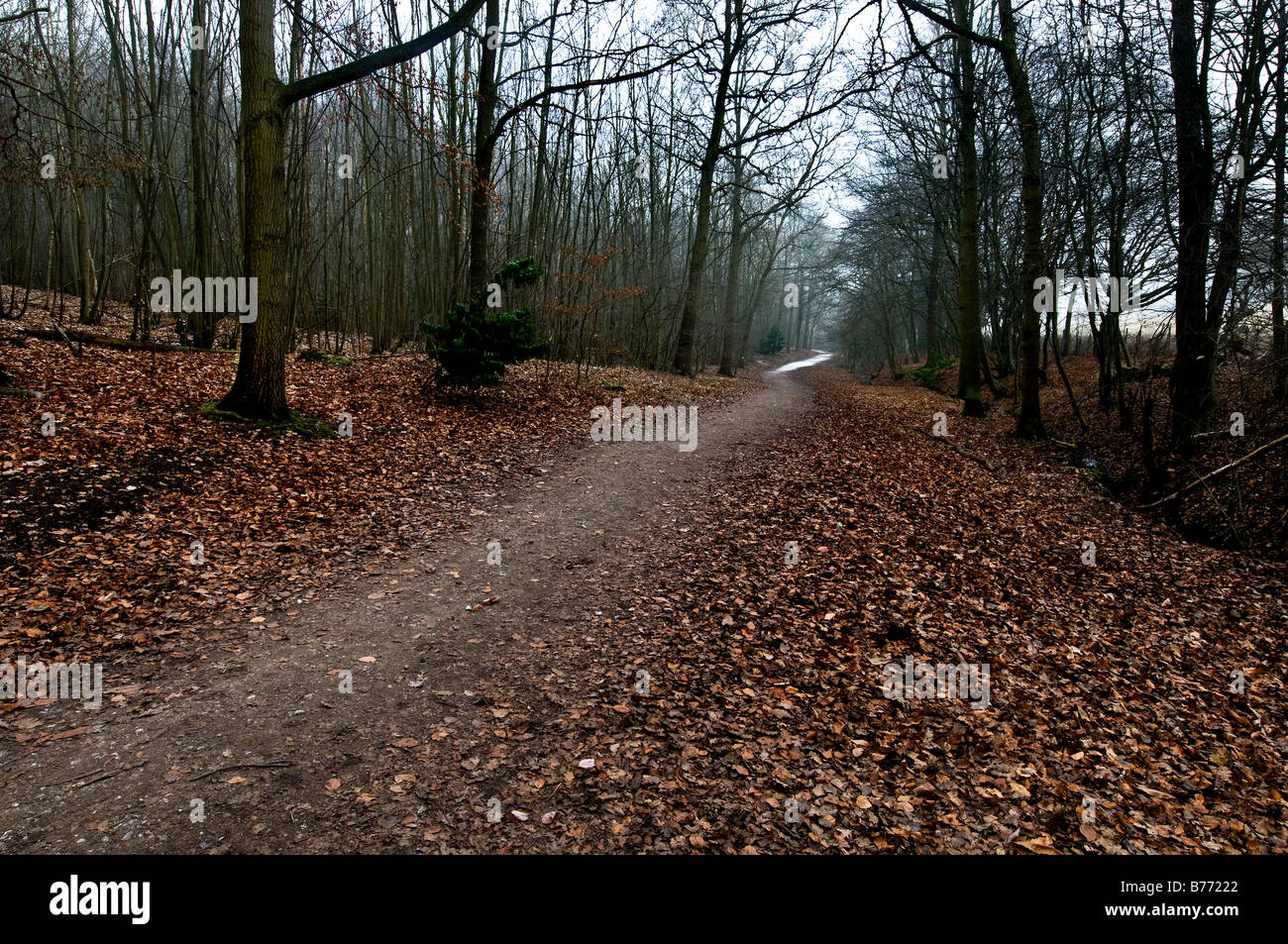 Path through woodland Stock Photo - Alamy