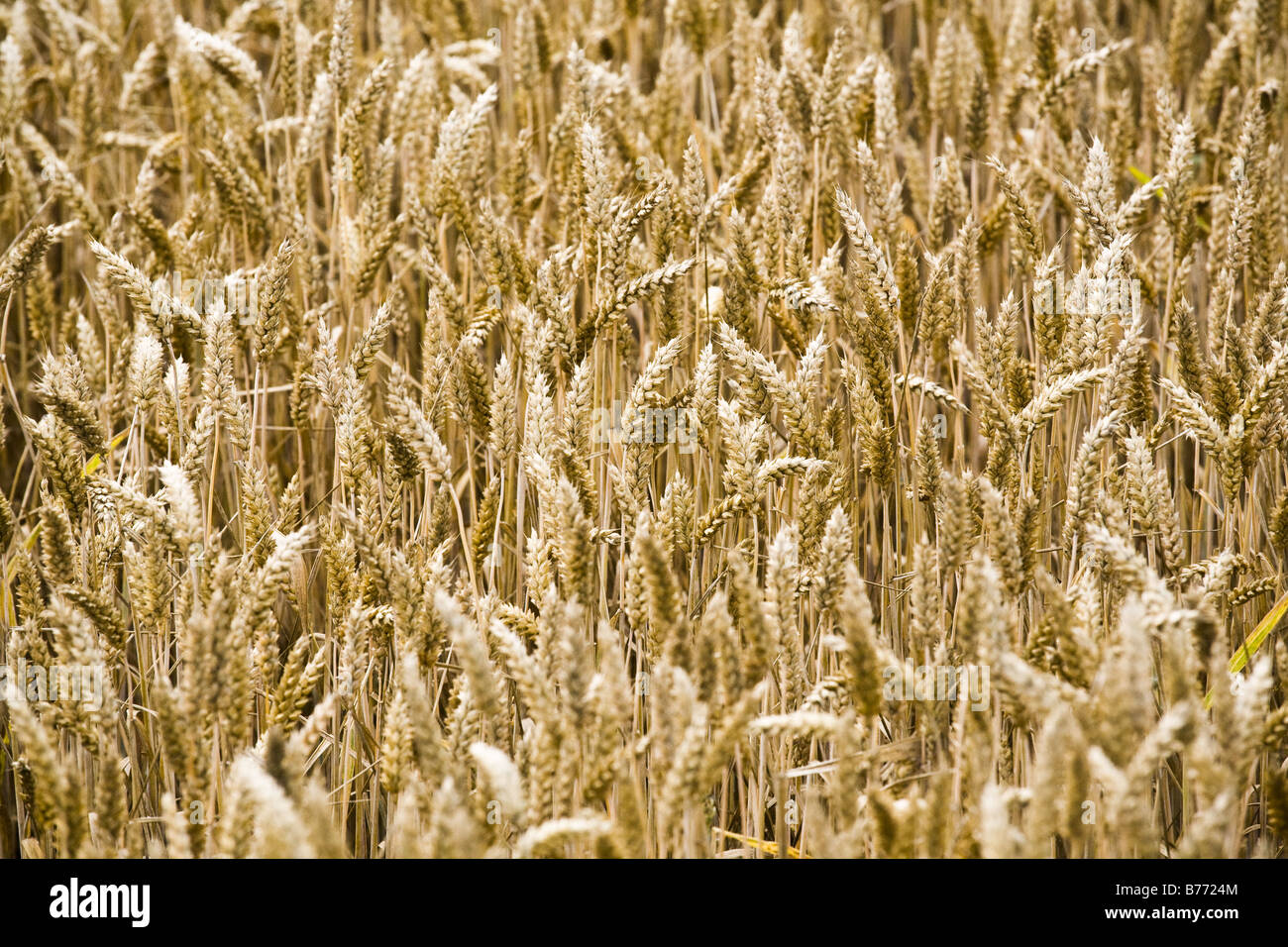 Norway crops agriculture hi-res stock photography and images - Alamy