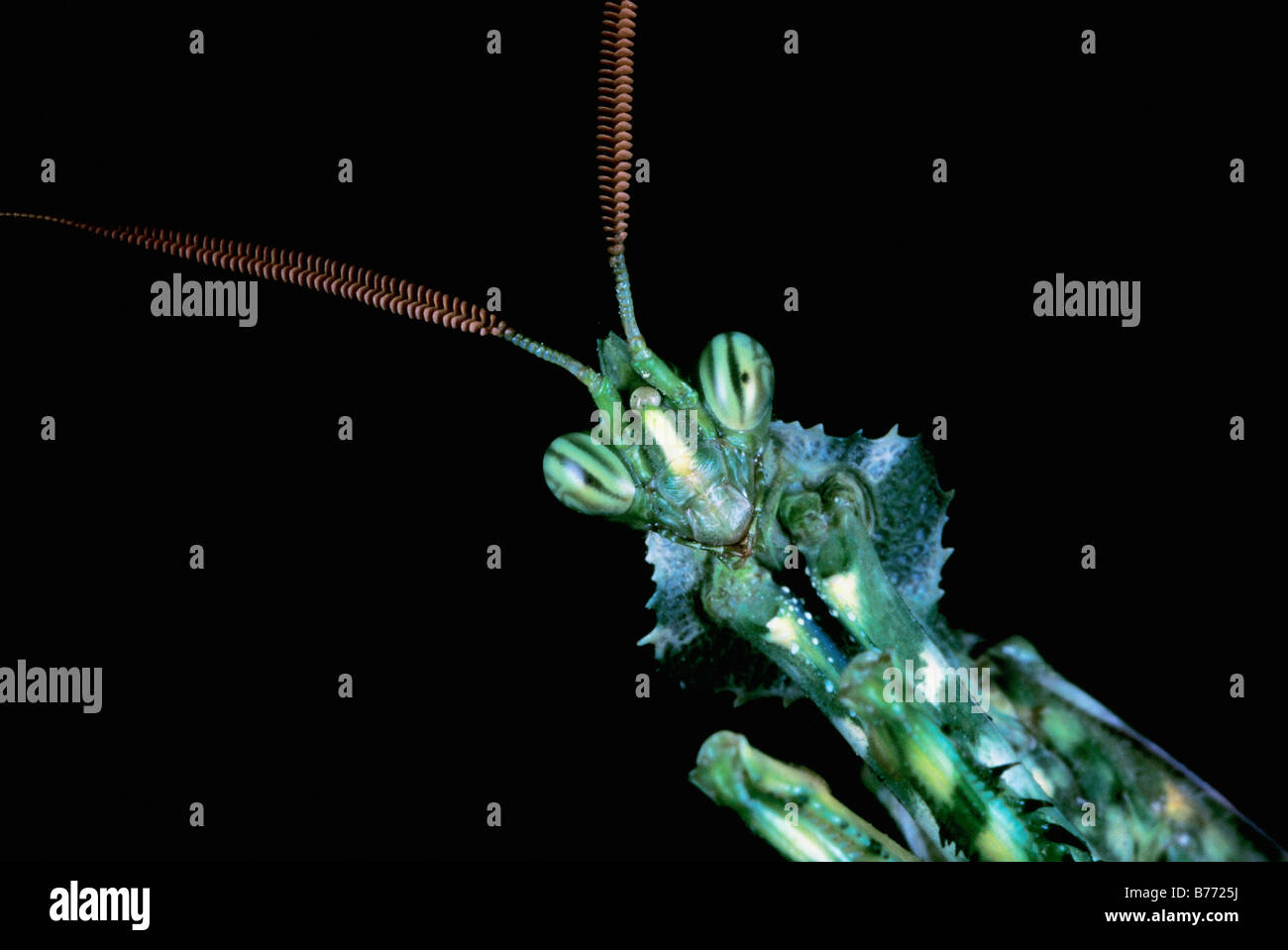 Striped mantis hi-res stock photography and images - Alamy