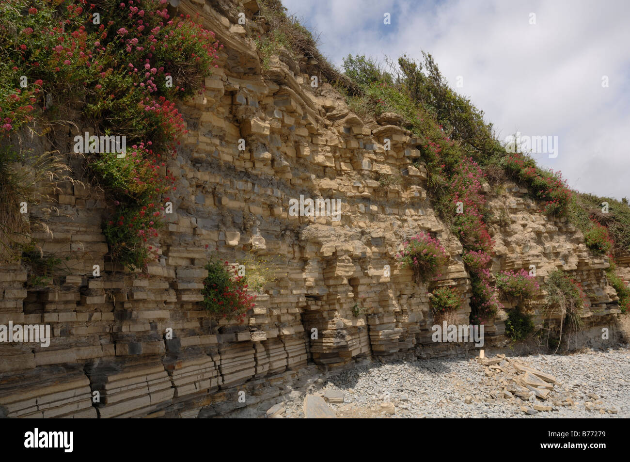 Blue Lias rocks cliff Lavernock Point Vale of Glamorgan Wales UK Europe ...