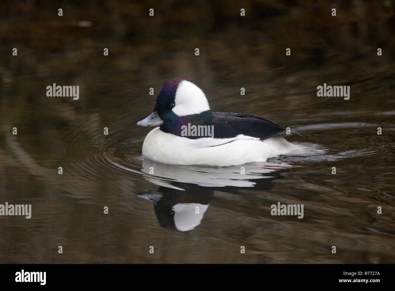 Bufflehead duck bucephala albeola drake hi-res stock photography and ...