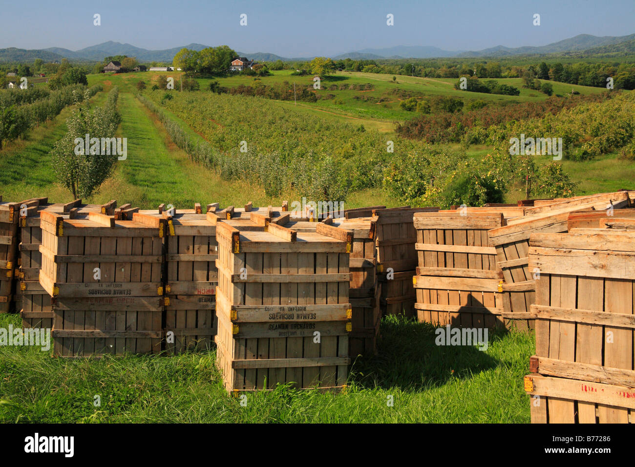 Apple Orchard, Roseland, Virginia, USA Stock Photo - Alamy
