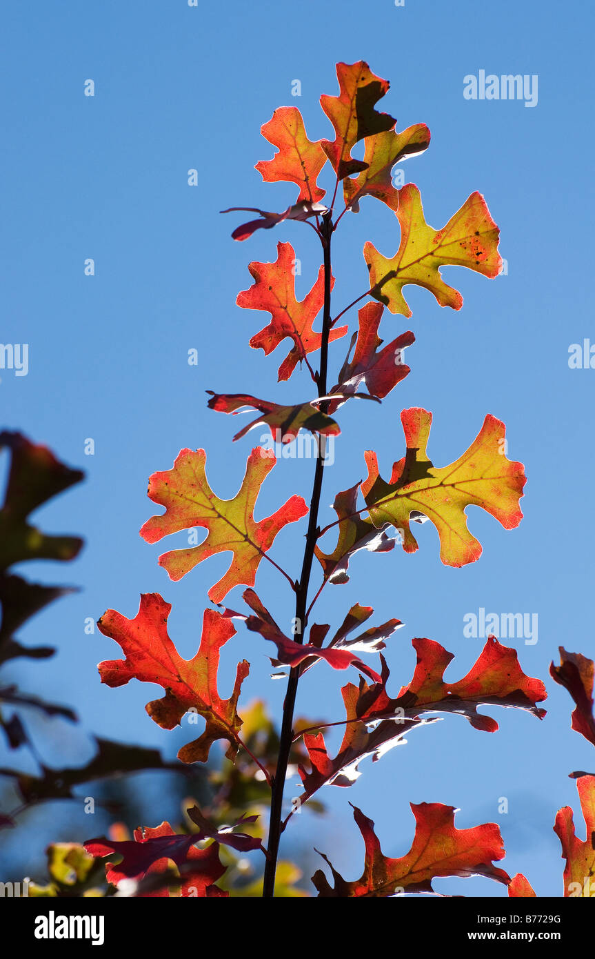fall tree colors N Florida Black Oak Quercus velutina Stock Photo - Alamy