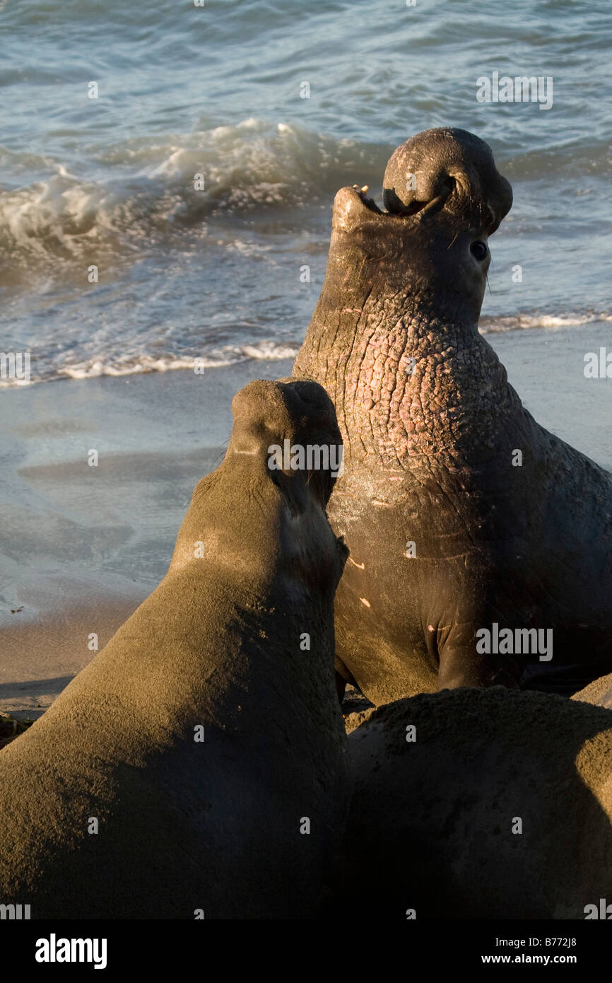 Male Elephant Seals fighting on Piedras Blancas Beach in San Simeon ...