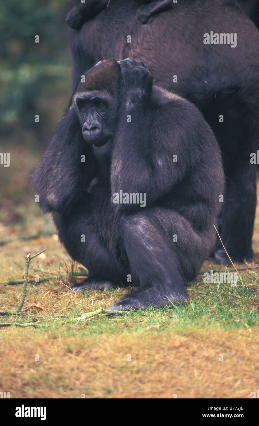 Lowland gorilla sitting with arms over ears Stock Photo - Alamy